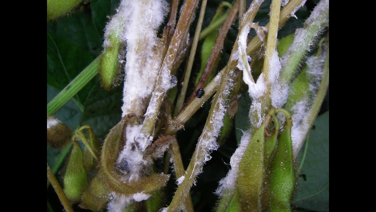 Como controlar pragas, doenças e daninhas na lavoura de soja